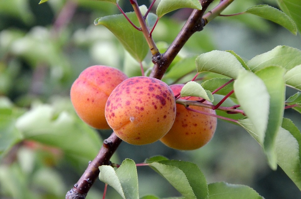 Apricot Varieties
