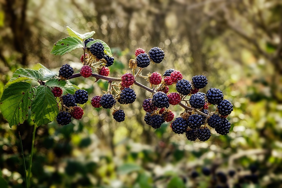Blackberry Varieties