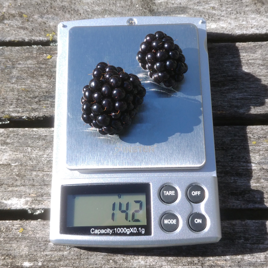 Blackberry Varieties