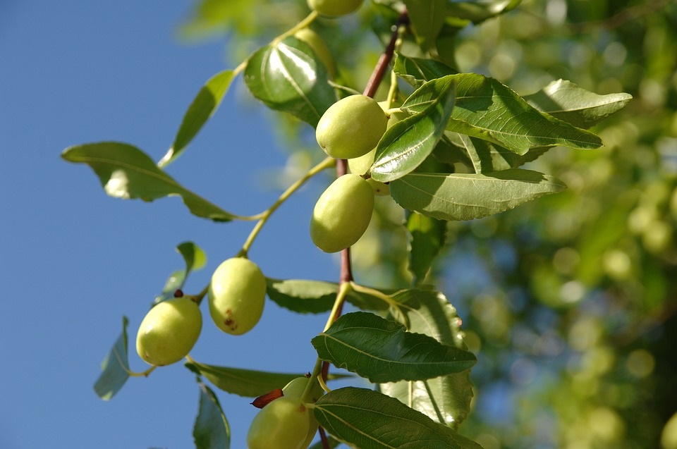 Jujube Varieties