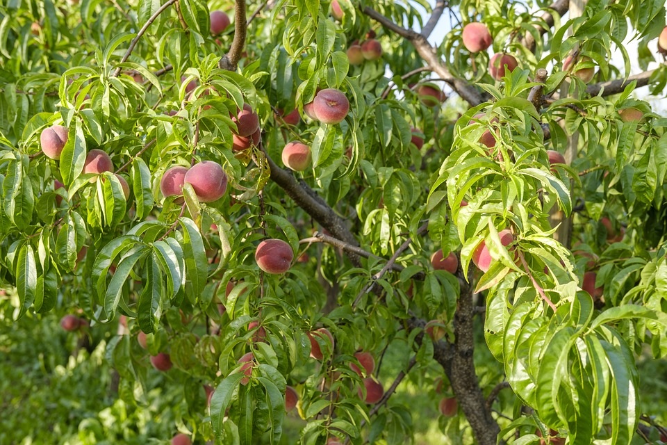 Peach Varieties