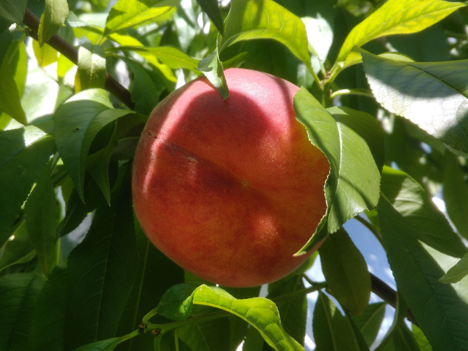 Peach Varieties