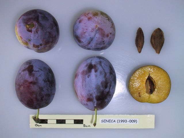 Plum Varieties