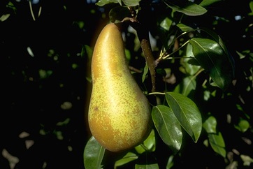 Pear Varieties