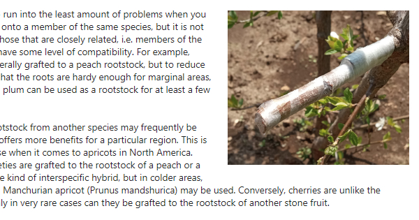 Graft Compatibility