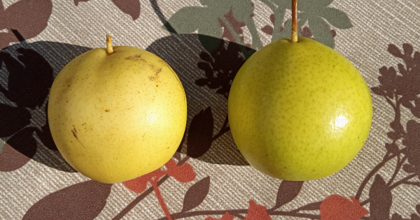 The Pai Li and Ya Li pear (First Year)