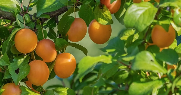 Rootstock for Apricots, Peaches, and Plums