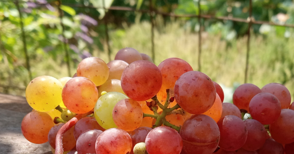 The Somerset Grape