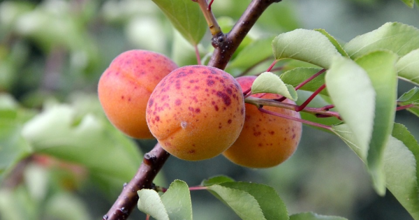 Apricot Varieties