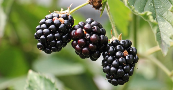 Blackberry Varieties