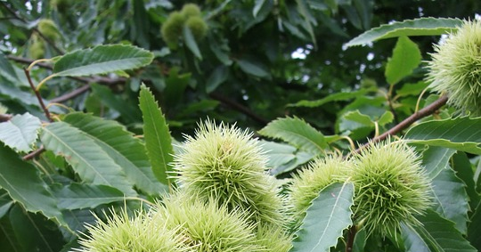 Chestnut Varieties
