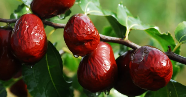 Jujube Varieties