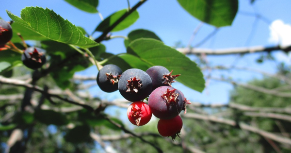 Juneberry Varieties