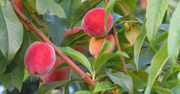 Peach Varieties