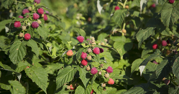 Raspberry Varieties